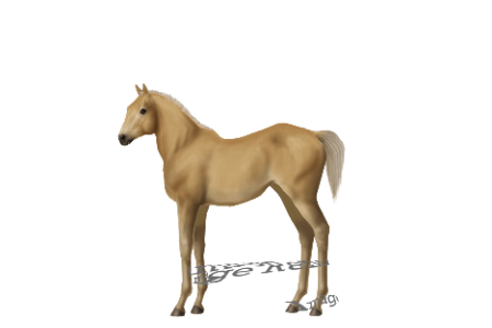 Horse Breeds - Sella Italiano • Horse World Online
