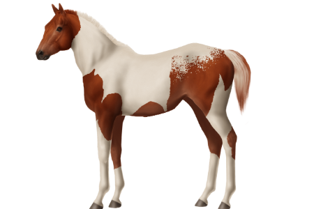 Flash • Horse World Online