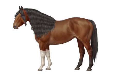 Horse Breeds - Garrano • Horse World Online