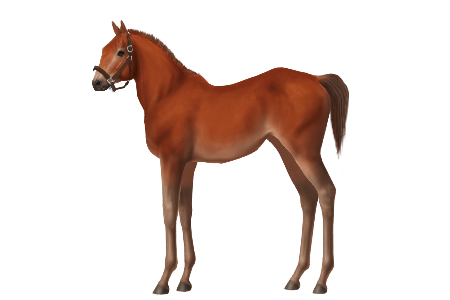 Magnificent Curse • Horse World Online