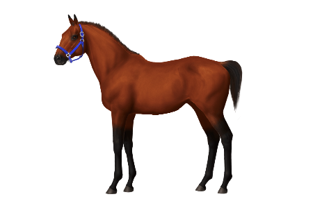 Magnificent Curse • Horse World Online
