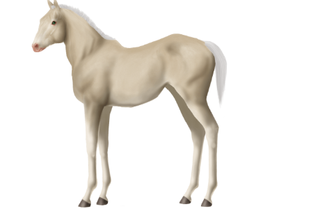 /*Thowra*\ of the silver brumby • Horse World Online